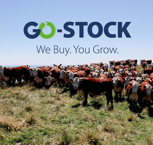 Buy & Sell Livestock | PGG Wrightson
