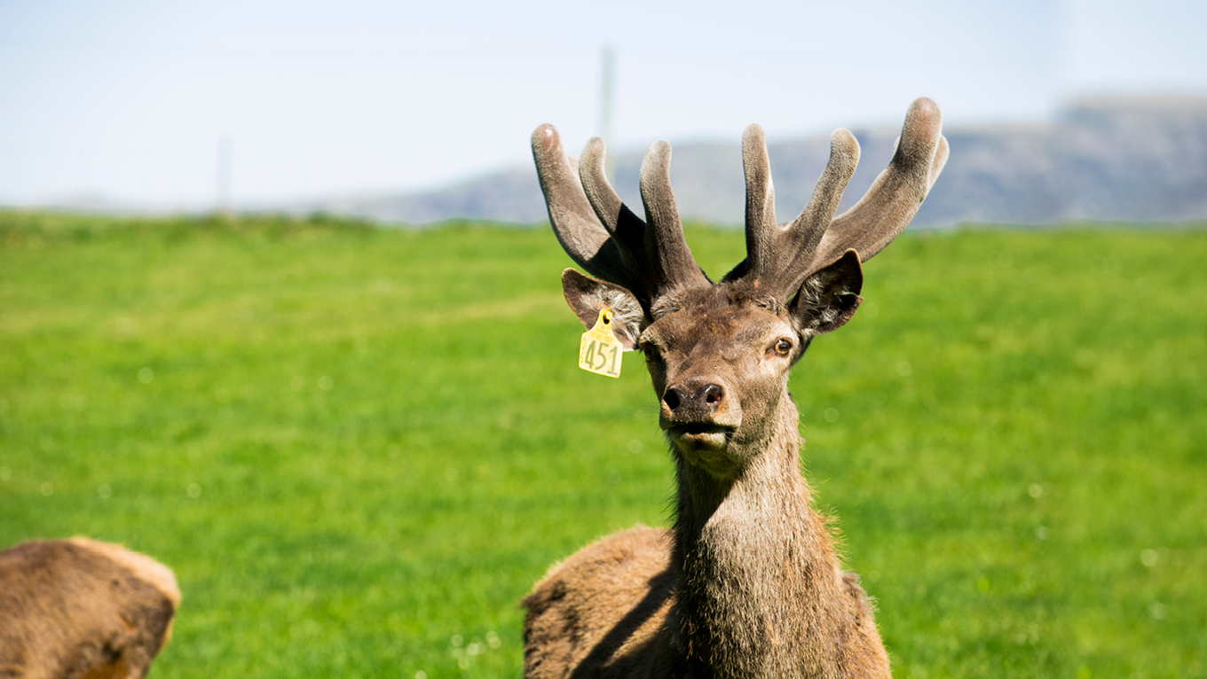 Livestock Market Update: Velvet market showing good signs for deer ...
