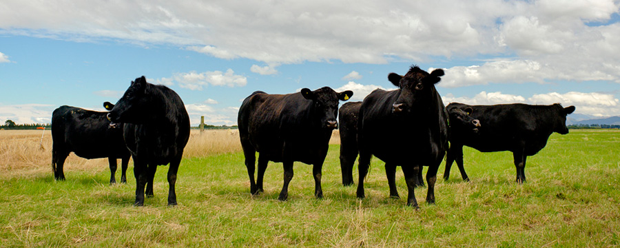 Livestock Market Update: Spring Cattle Sales | PGG Wrightson