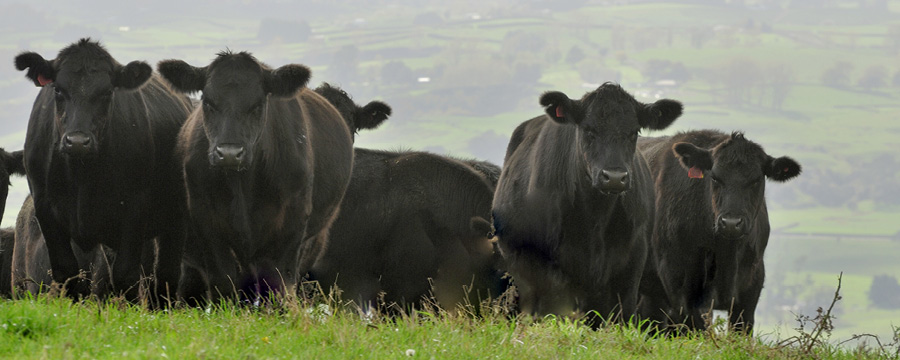 Spring Cattle Sales | PGG Wrightson