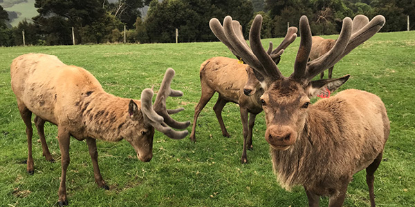 Positive signs for velvet as deer industry commences new season | PGG ...