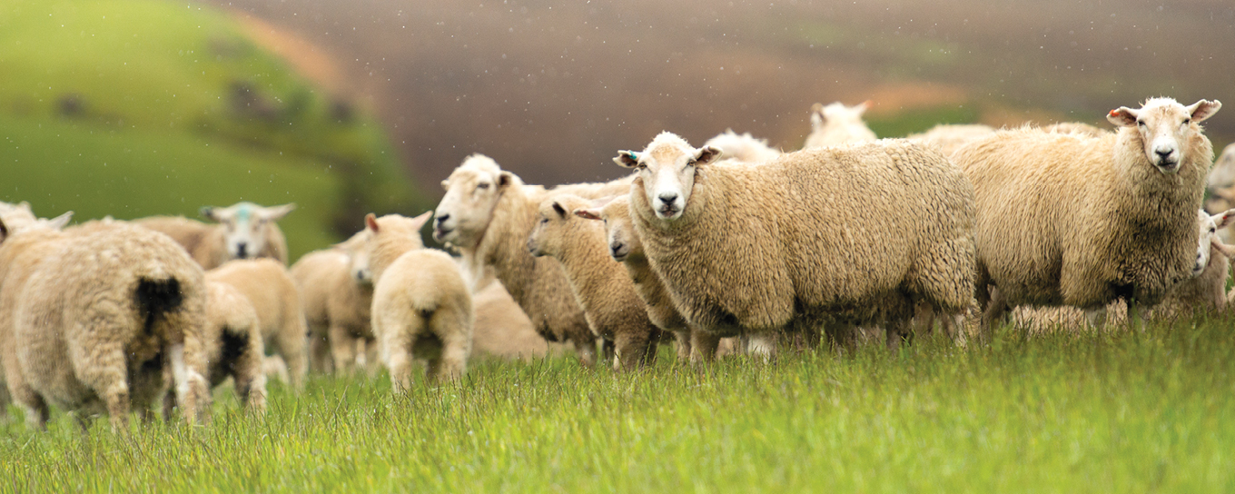 Get the best out of your ewe flock | PGG Wrightson