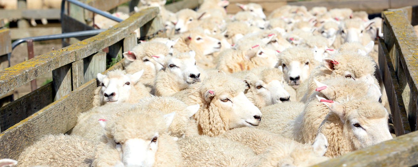 Managing tail end ewes | PGG Wrightson