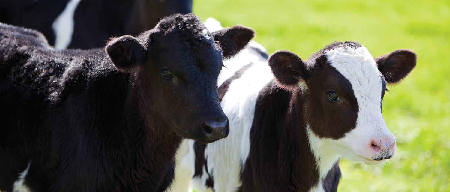 Focus on calves | PGG Wrightson