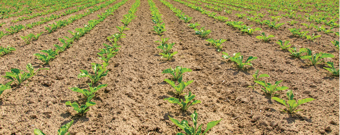 Planning for a successful fodder beet crop | PGG Wrightson