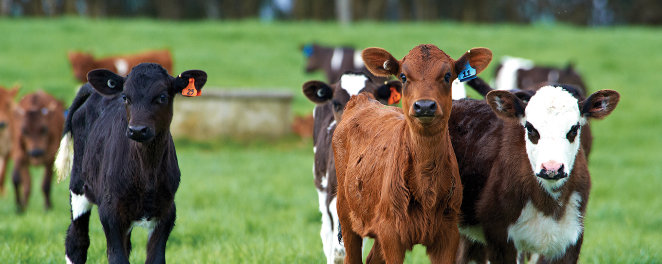 Drench management for reared calves | PGG Wrightson