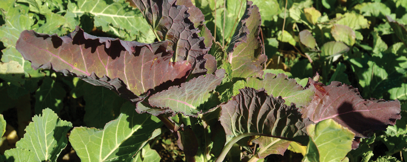 Foliar nutrition as a management tool | PGG Wrightson