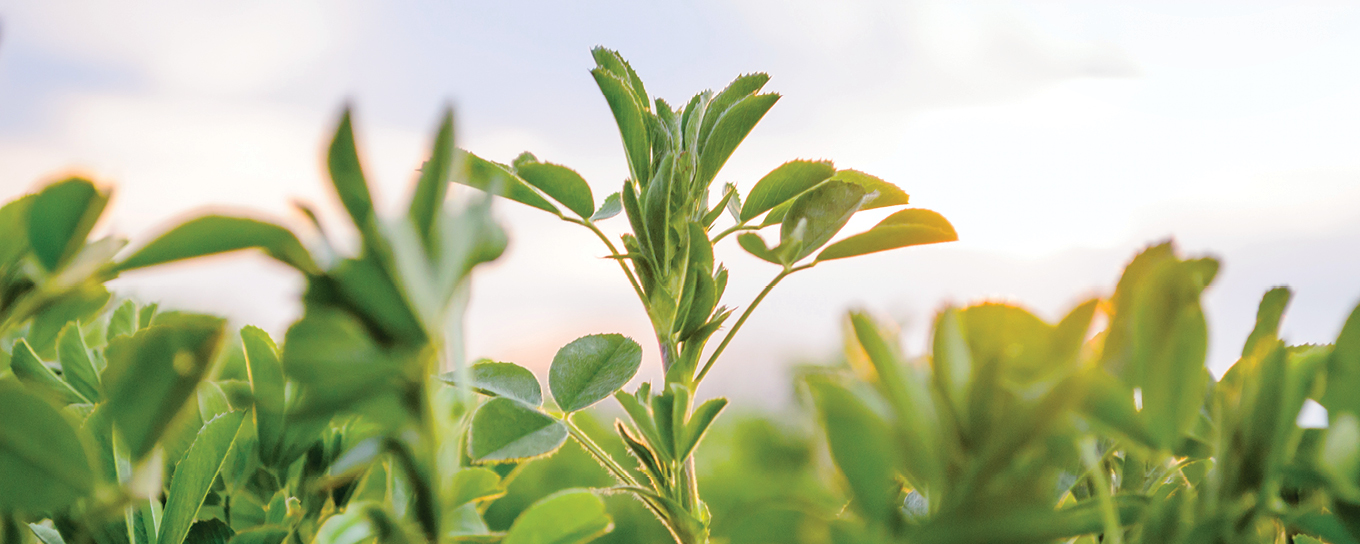 Foliar Nutrition Guide | PGG Wrightson