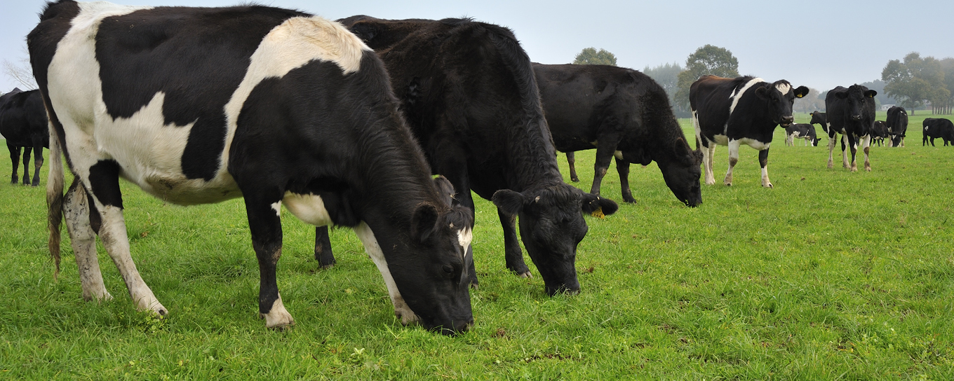 Tips to prevent and treat downer cows | PGG Wrightson