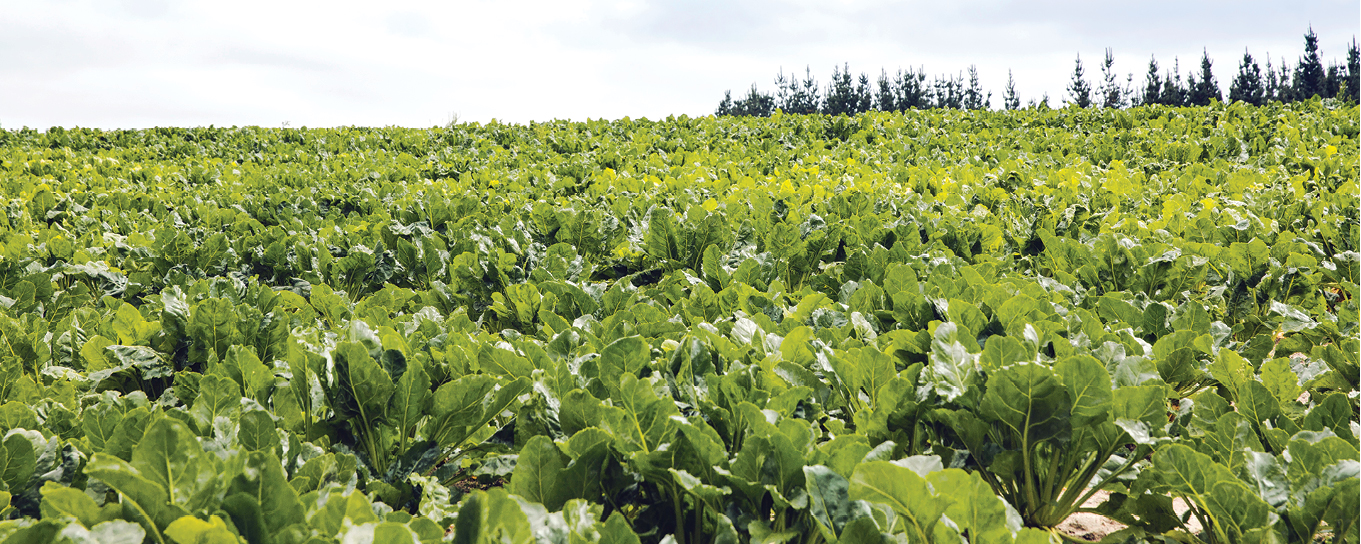 Proven fodder beet weed control options | PGG Wrightson