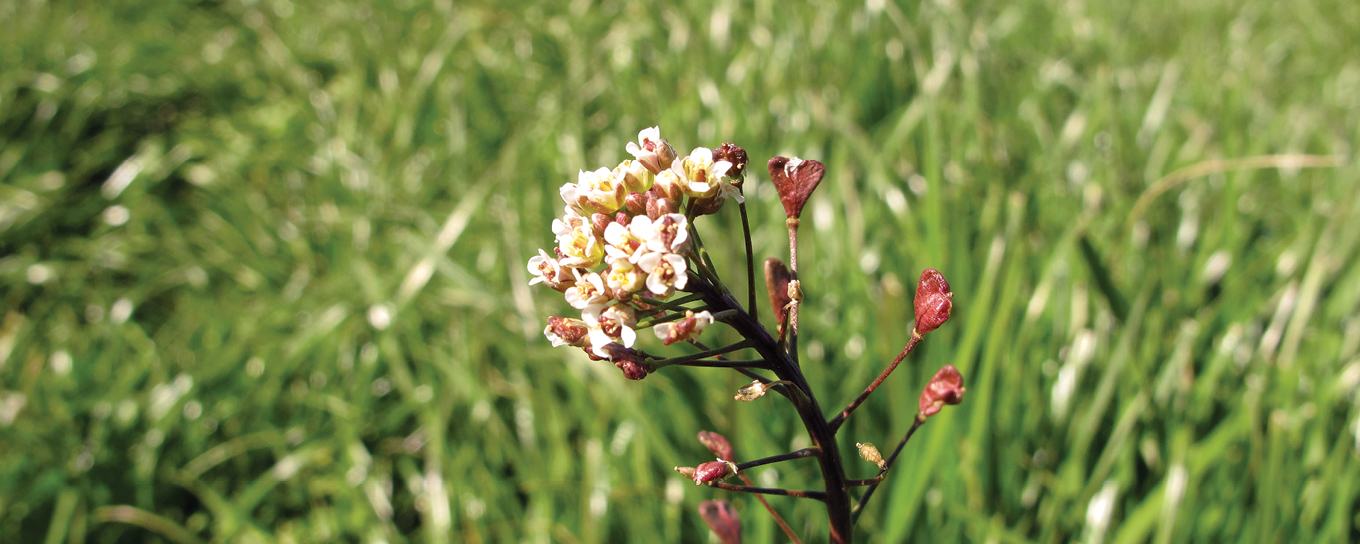 Tips for controlling farm weeds | PGG Wrightson