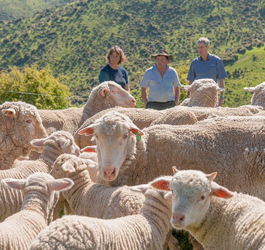 Wool | PGG Wrightson