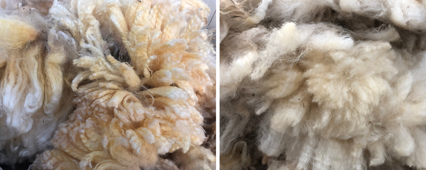 Weather Conditions Poor for Wool Colour | PGG Wrightson