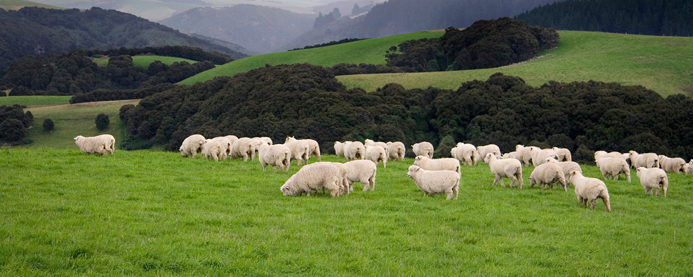 Mulesing ban provides NZ with competitive advantage | PGG Wrightson