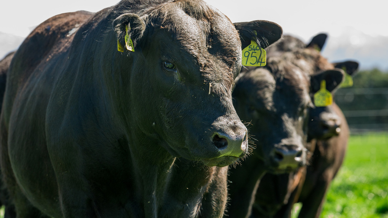 Rangatira Angus dispersal gains extra momentum with bidr® | PGG Wrightson