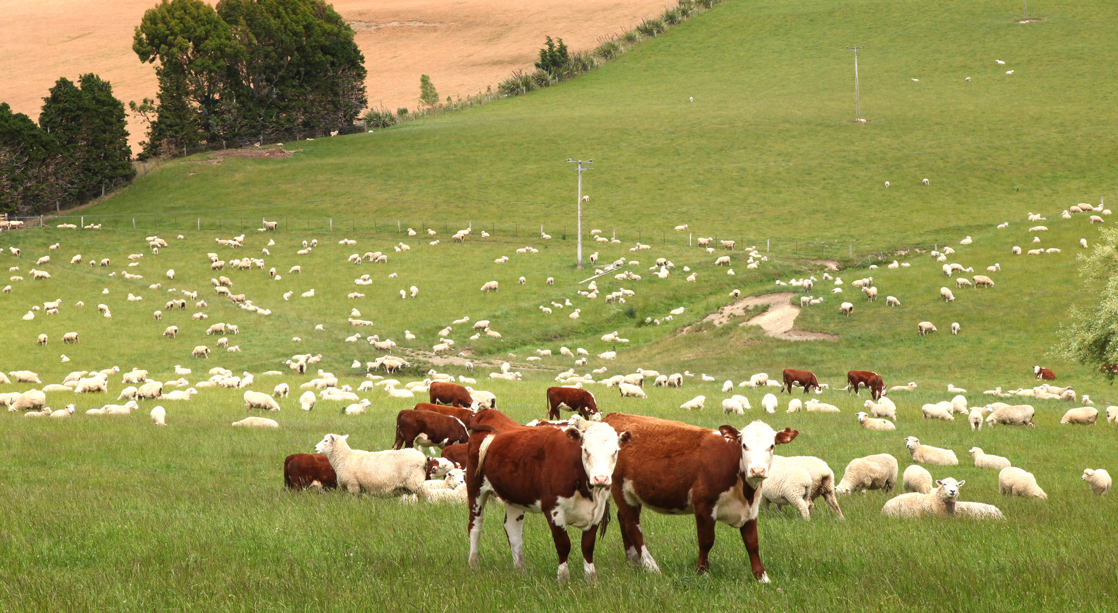 Over The Farm Gate: North Otago farmer taking advantage of GO-STOCK ...