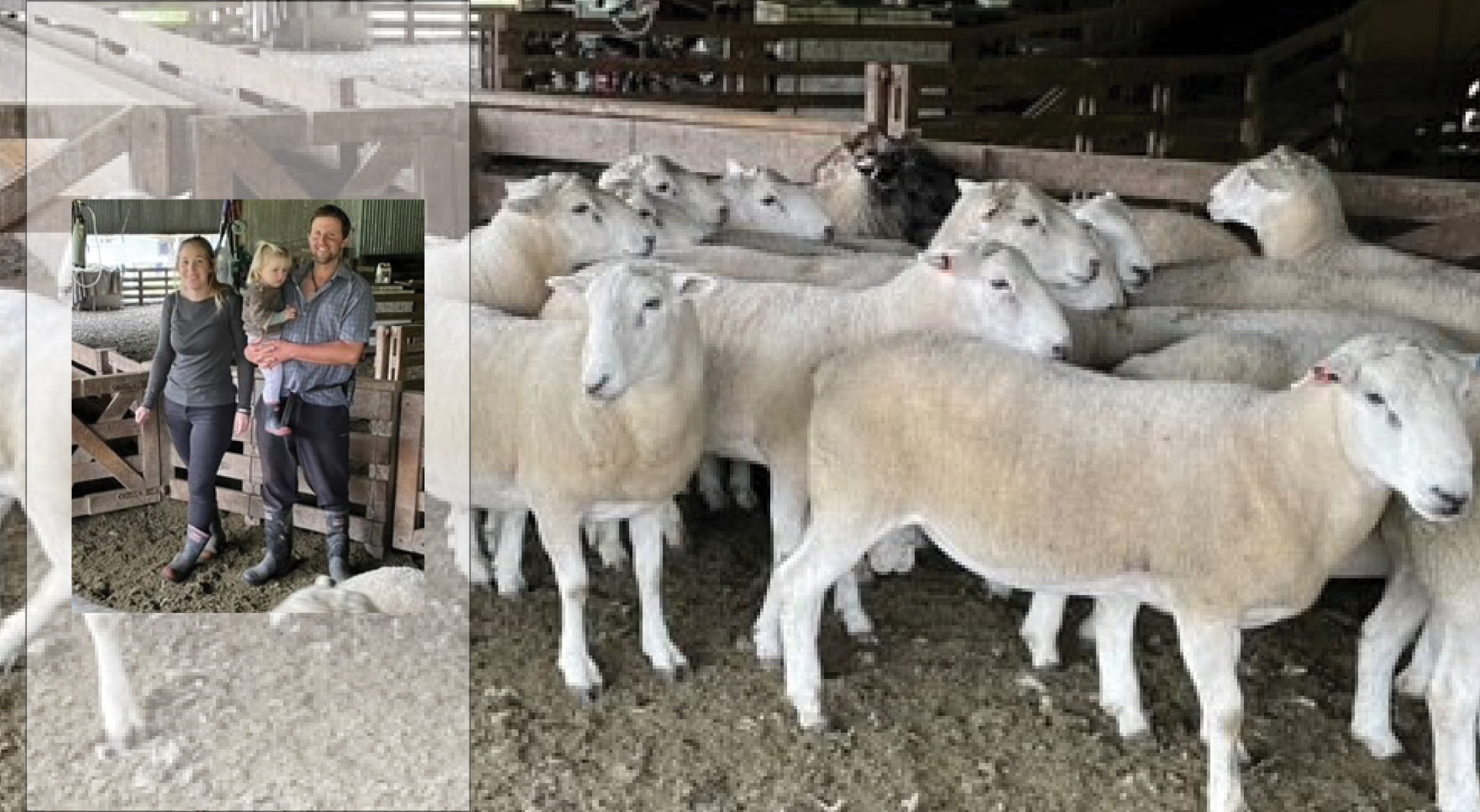 Wool Street Journal: Breeding innovation heading towards easy care ...