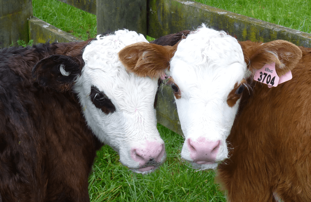 Helping Grow the Country | PGG Wrightson