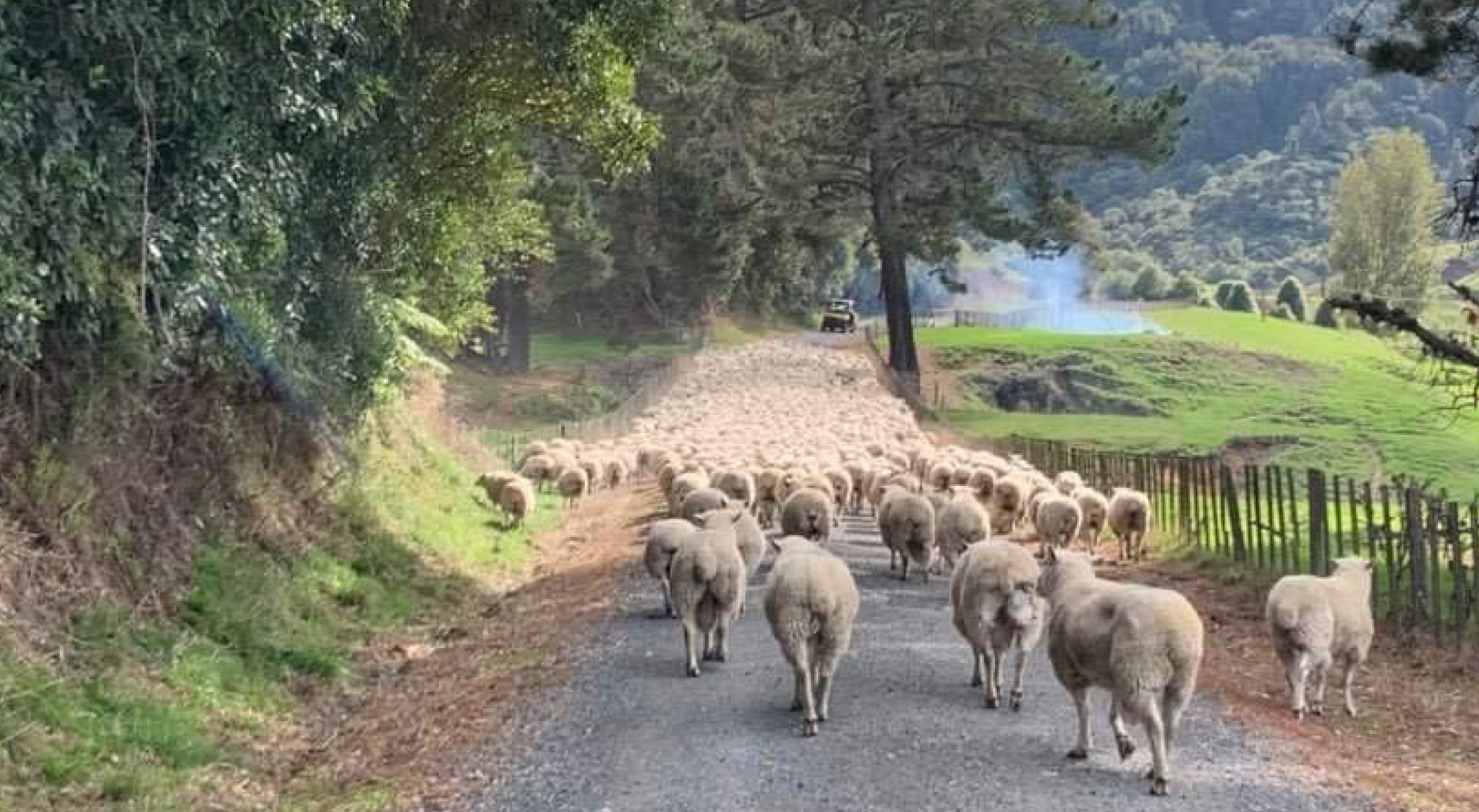 Waitomo farmer and builder looking at wool from both ends of the ...