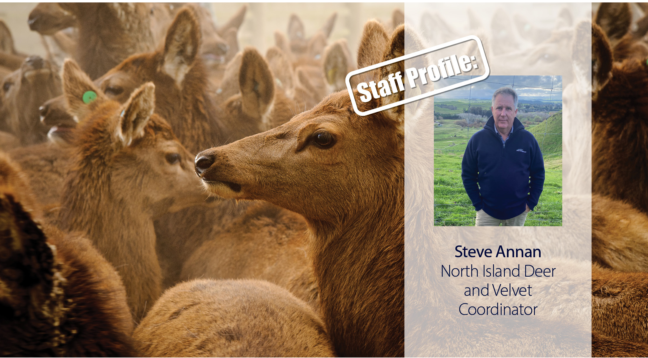 Staff profile – Steve Annan | PGG Wrightson