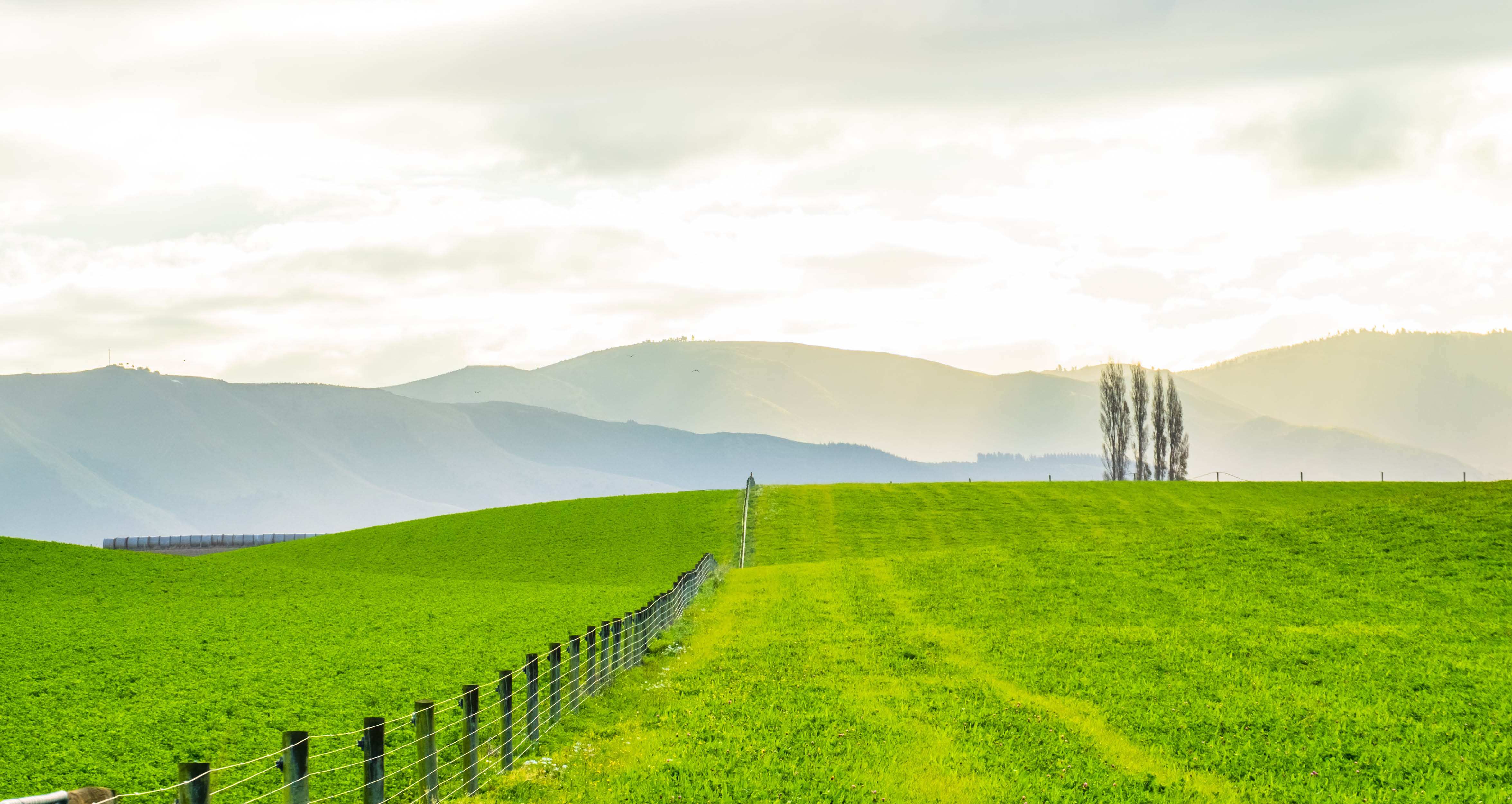 Over The Farm Gate: Feed keeping South Island livestock markets ...