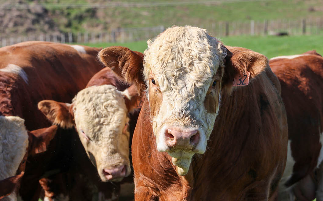 Buy & Sell Livestock | PGG Wrightson