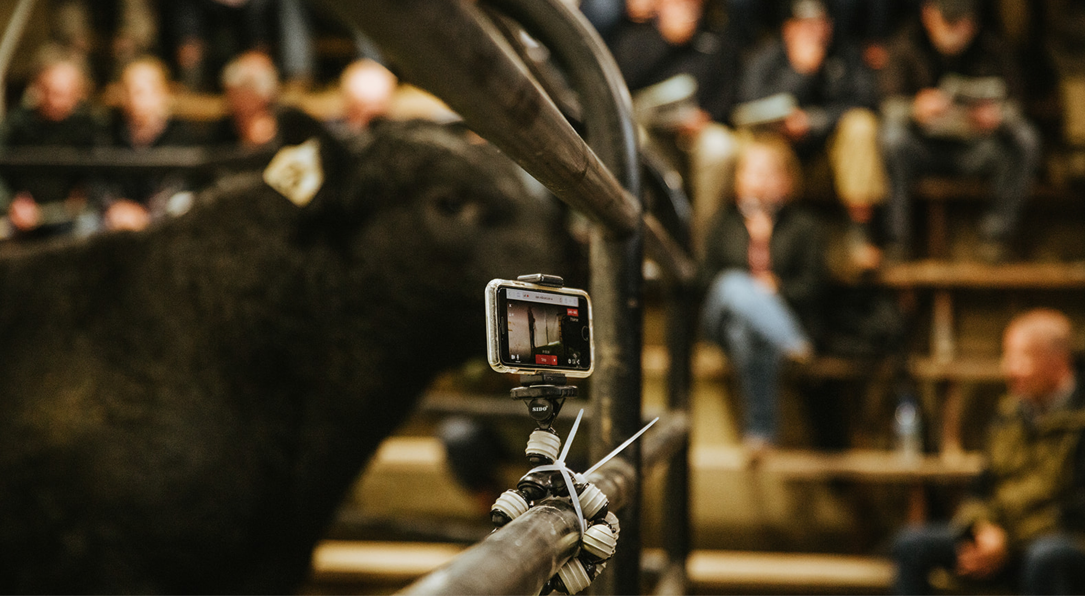 Over the Farm Gate: Bull sales show way ahead for bidr users | PGG ...
