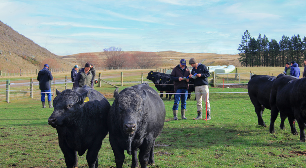 Quality rewarded through two-year-old bull sale season | PGG Wrightson