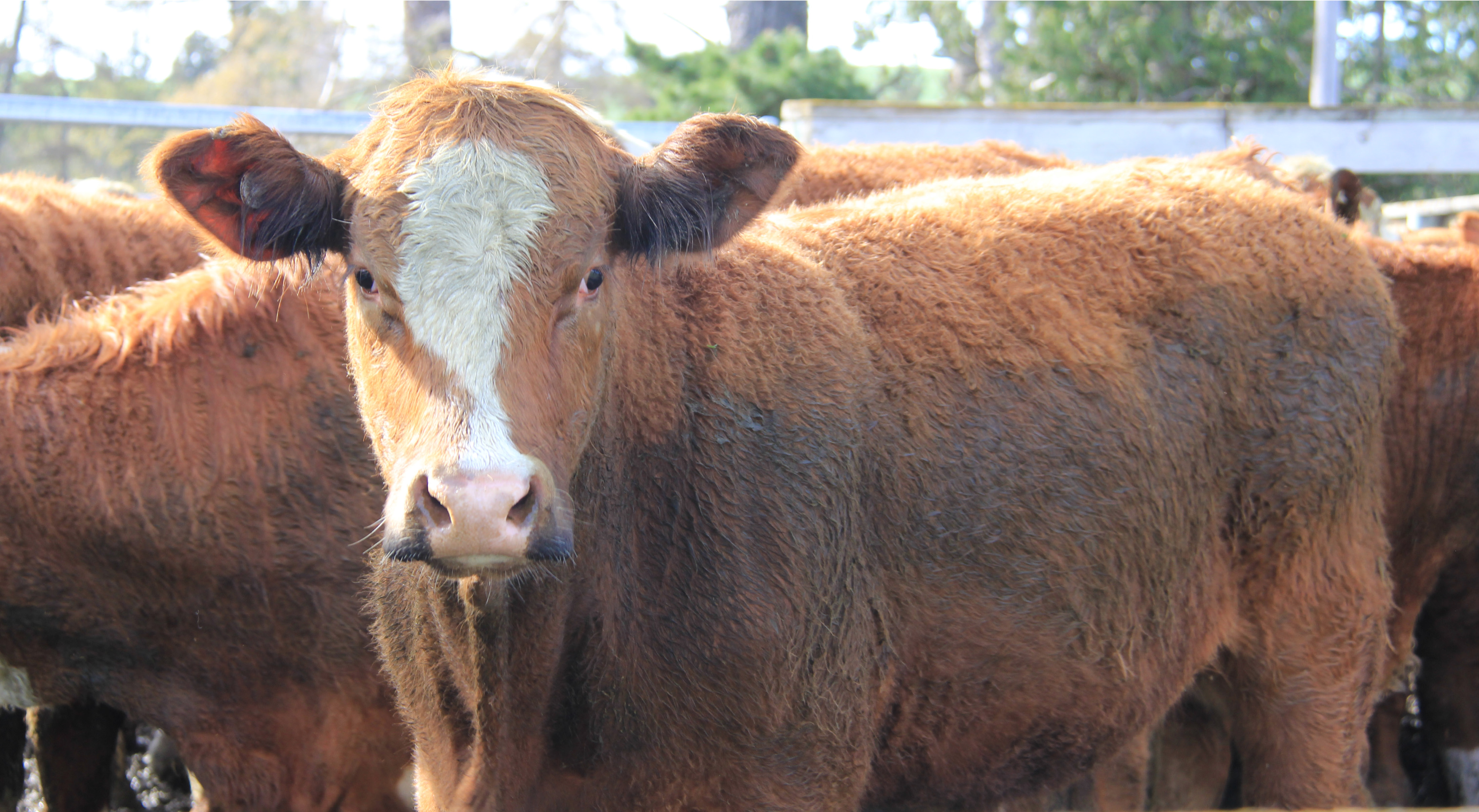 Positive conditions for South Island spring cattle sales | PGG Wrightson