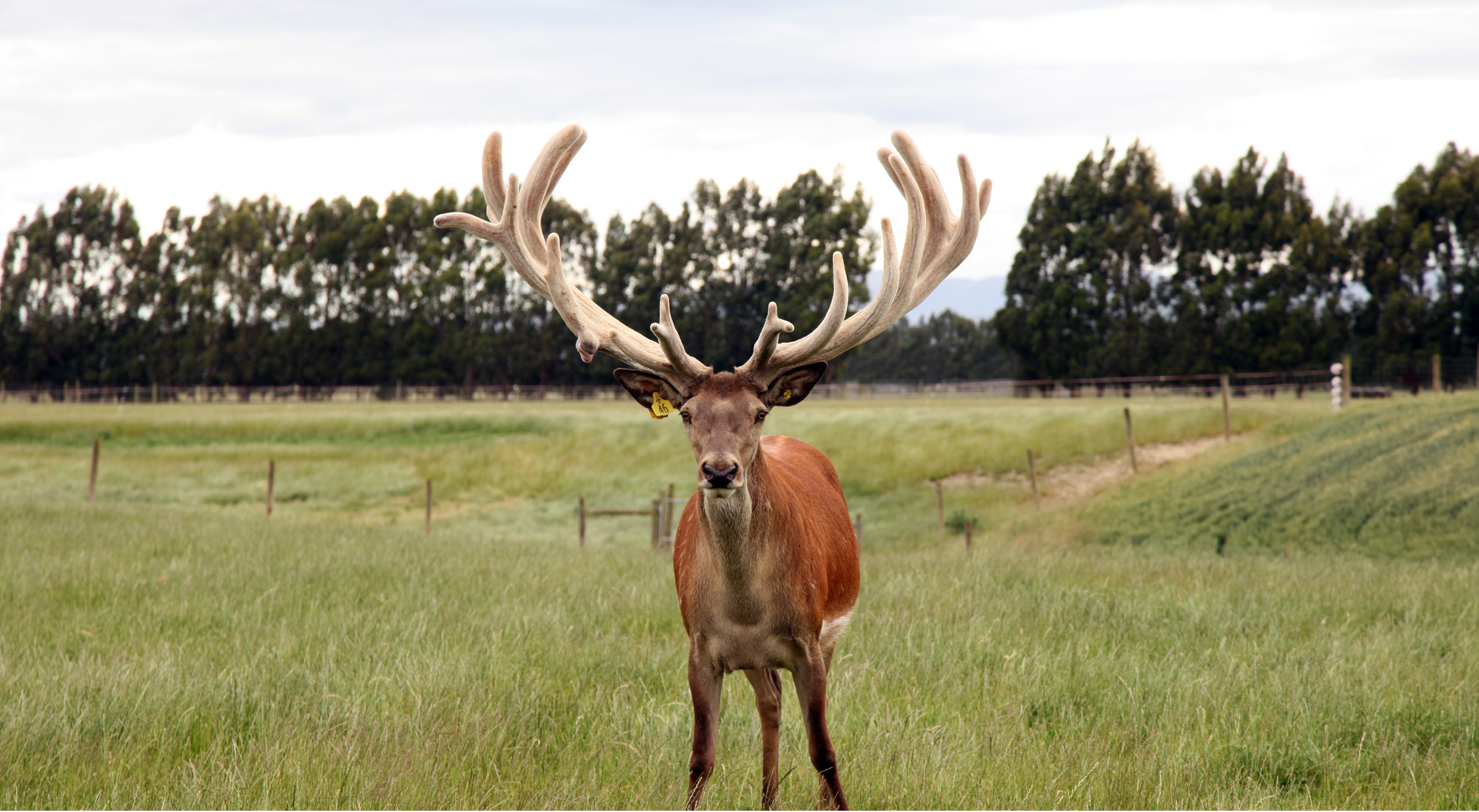 Deer prospects positive | PGG Wrightson