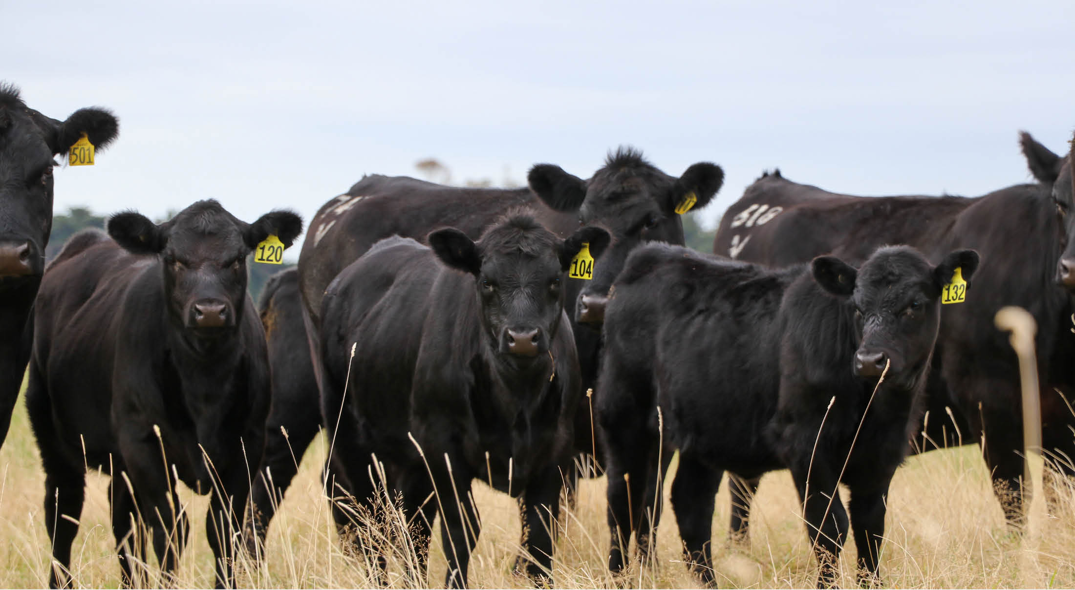 Curtain comes down on Atahua Angus | PGG Wrightson