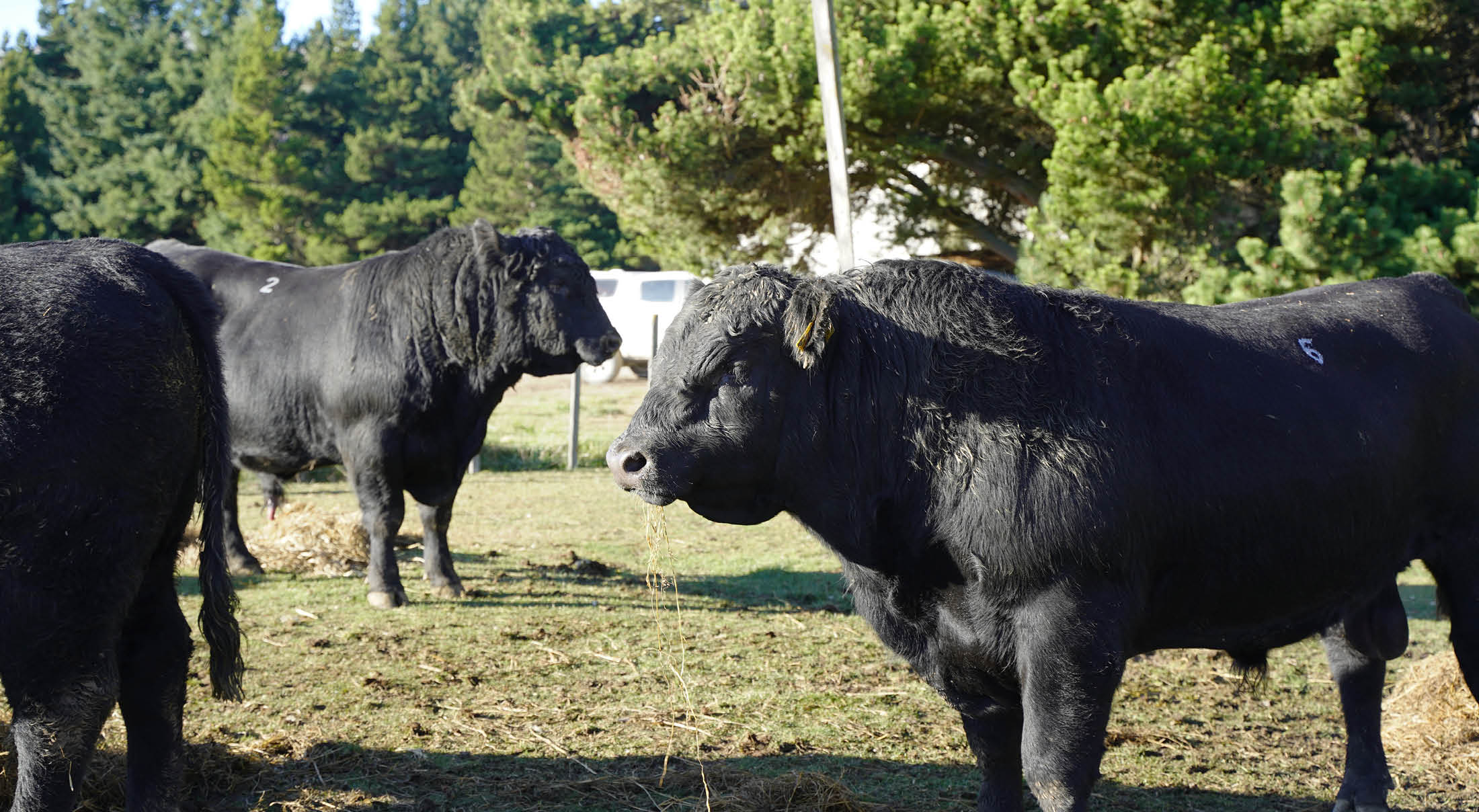 The vital role of breeding programmes in maximising success | PGG Wrightson