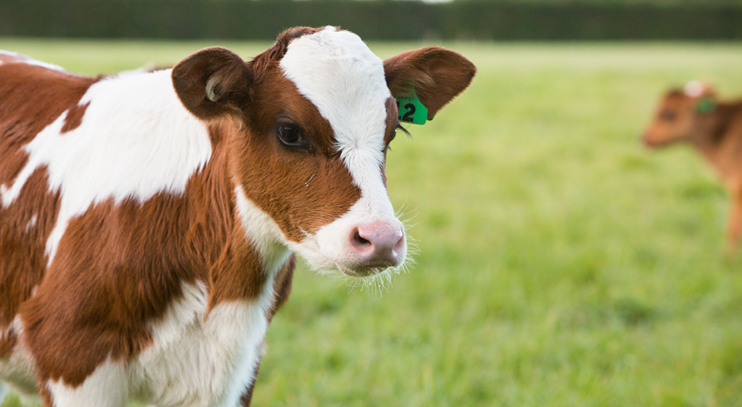 Proven partnership again provides bobby calf solution | PGG Wrightson