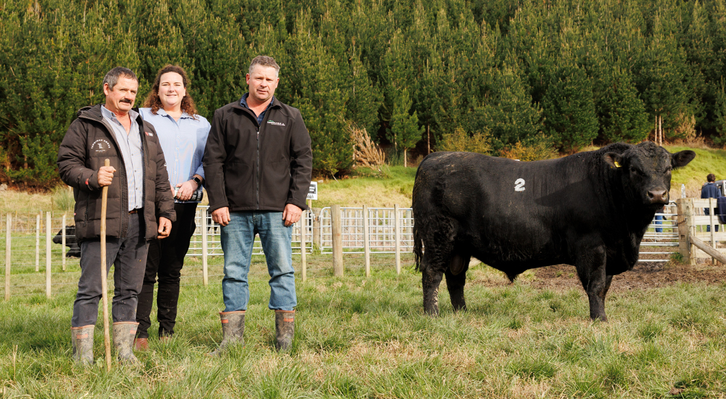 Tangihau Angus bull sale breaks records | PGG Wrightson