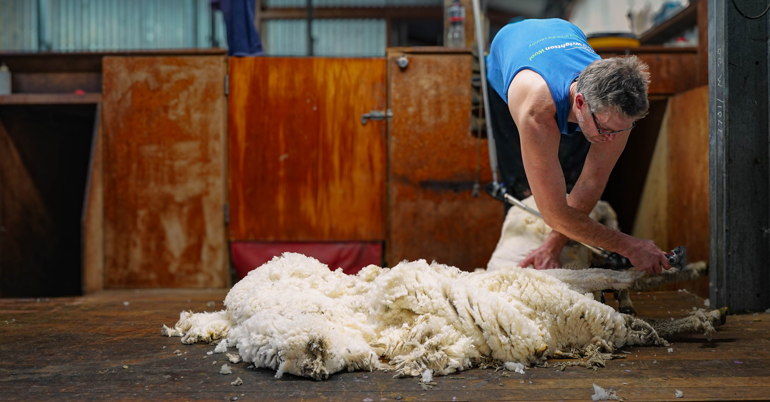Wool Market Update: September Insights | PGG Wrightson