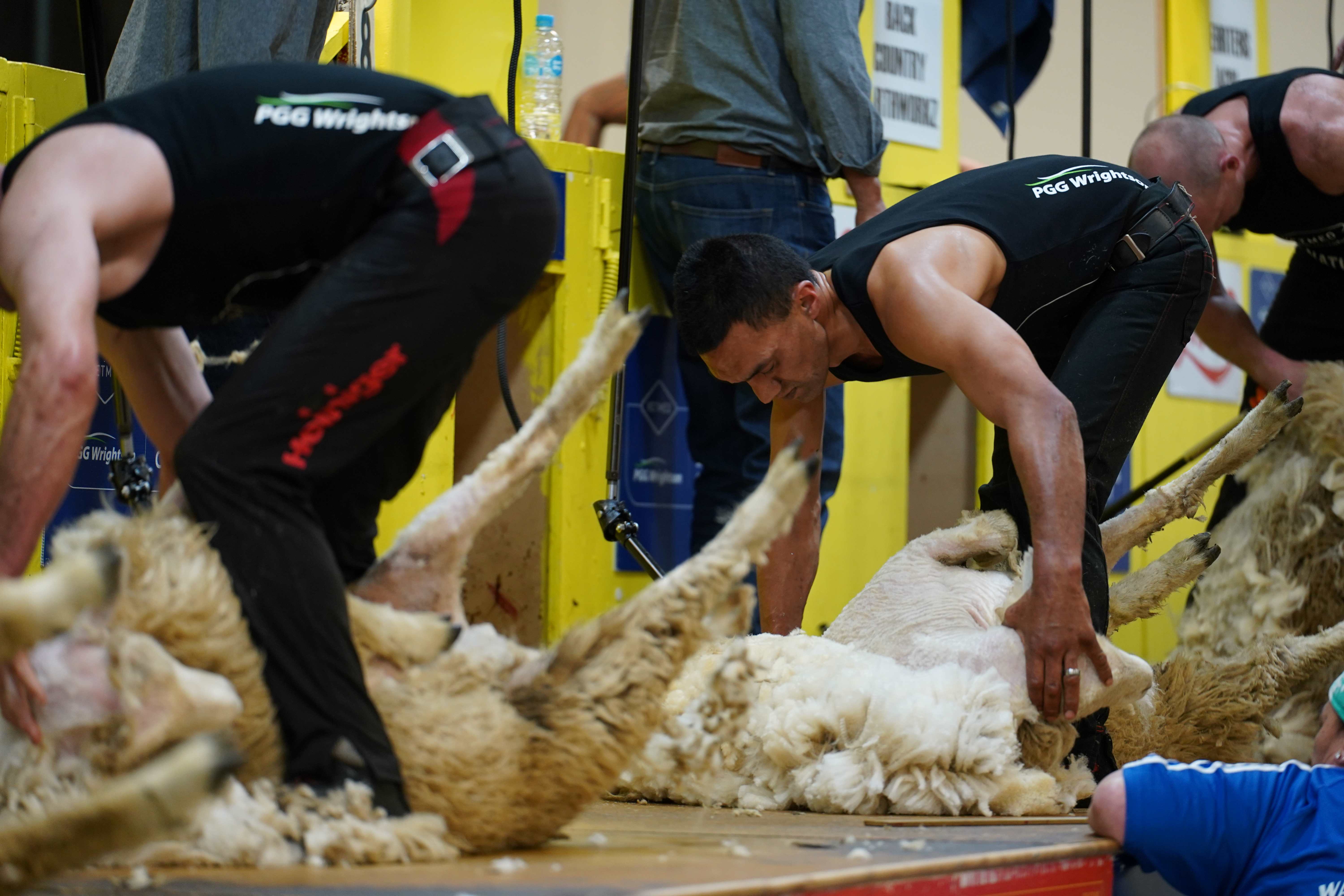 Leon Samuels claims top spot in Round 2 of the National Shearing ...
