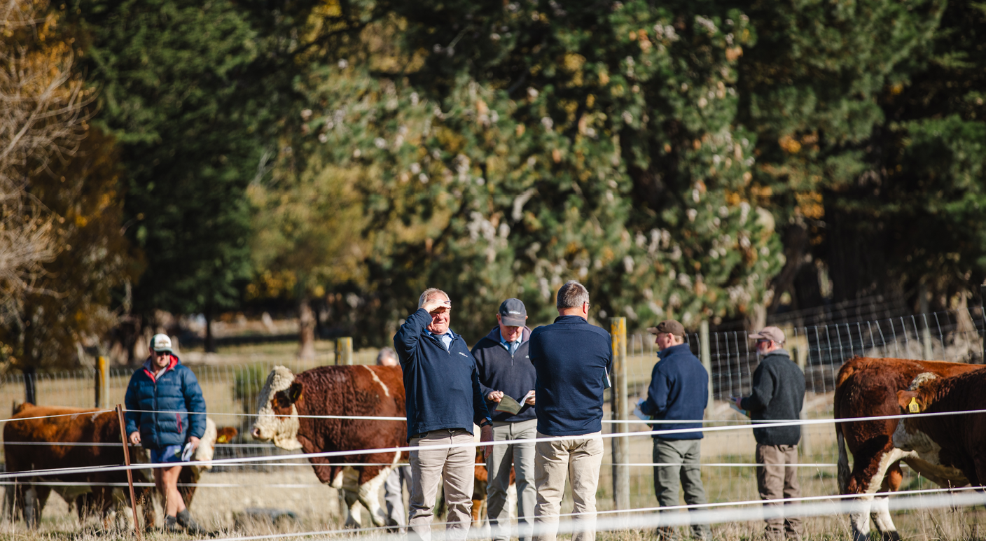 Service bulls and dairy beef the focus in dairy livestock | PGG Wrightson