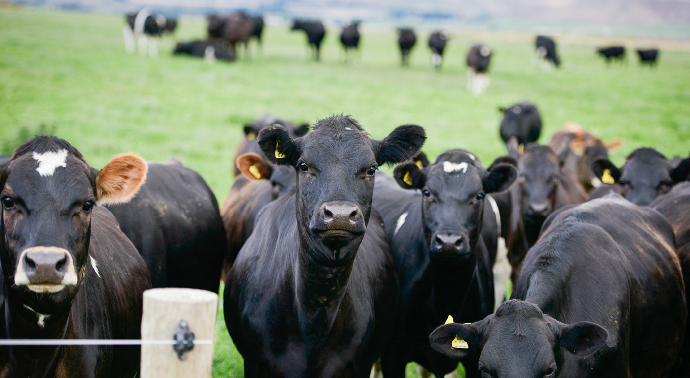 Dairy beef weaners in strong demand | PGG Wrightson