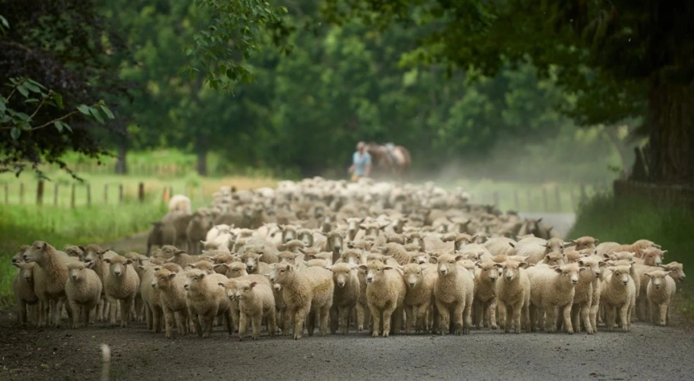 King Country station rams, steers and heifers well are received | PGG ...