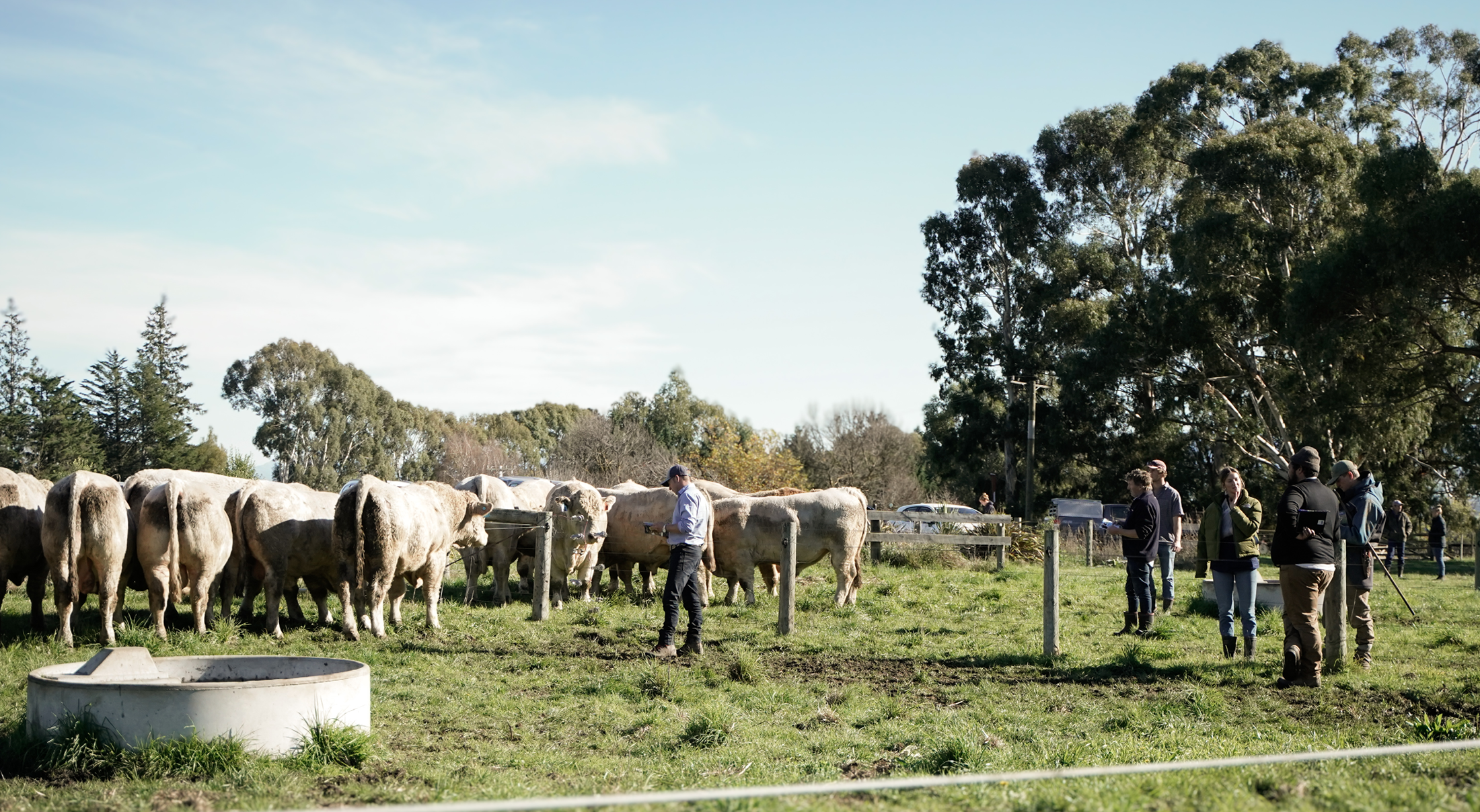 Elevated demand for two-year-old bulls | PGG Wrightson