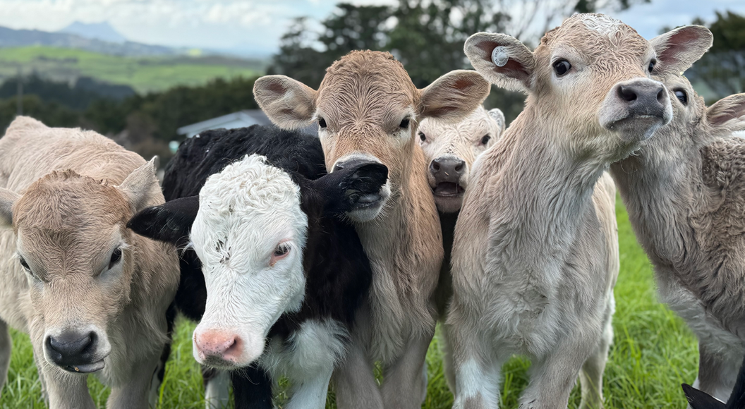 Maximum advantage possible for calf rearers | PGG Wrightson