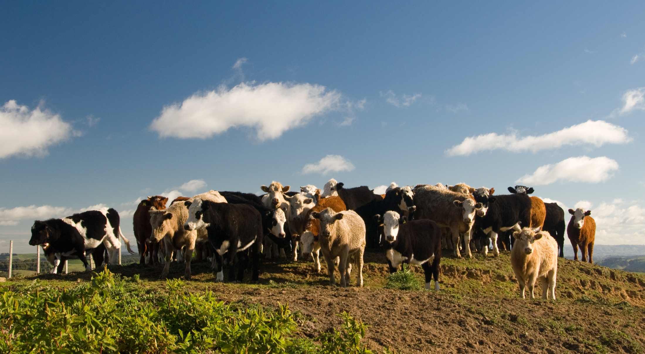 Expectations high for big season of dairy beef weaner sales | PGG Wrightson