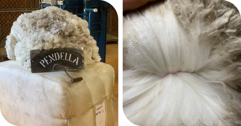 bidr sale of Pendella Saxon Merinos presents unique fine wool ...