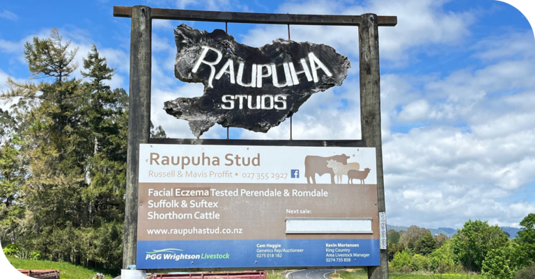North Island studs start ram sales season with a flourish | PGG Wrightson