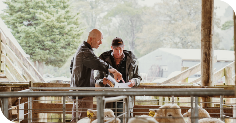 North Island studs start ram sales season with a flourish | PGG Wrightson