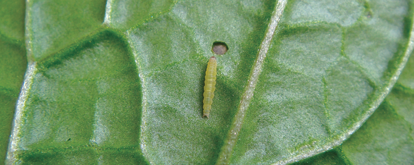 Controlling diamondback moth | PGG Wrightson