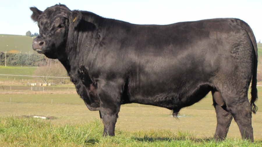 Inaugural online bull semen sale breaks records and underlines demand ...