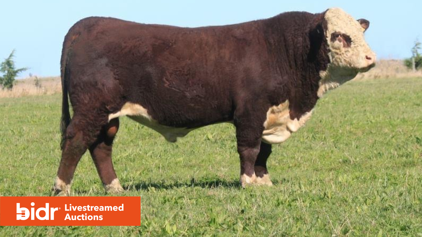 Livestock Market Update: First ever fully online bull semen sale coming ...
