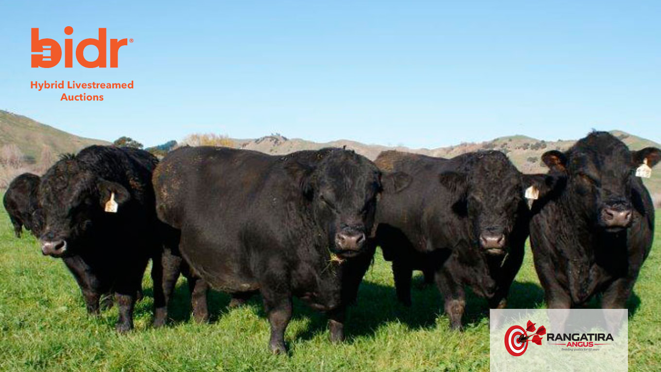 Livestock Market Update: Hybrid Livestreamed bidr® option helps ...