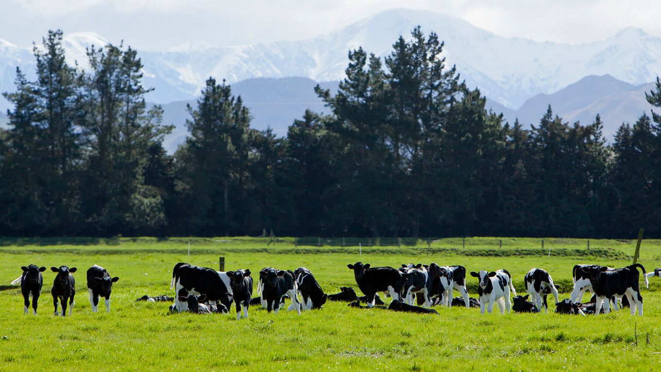 Livestock Market Update: Successful bobby calf partnership continues ...